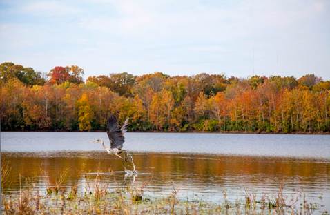 Central Chapter Events & Activities - INPS