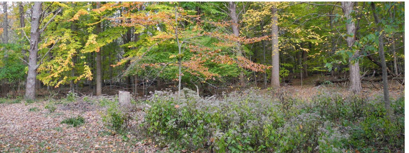 Woods Edge Palette - INPS