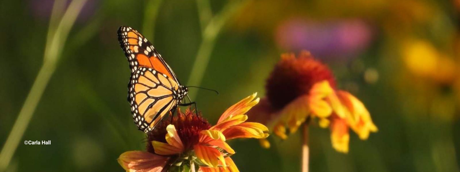 Central Chapter - INPS