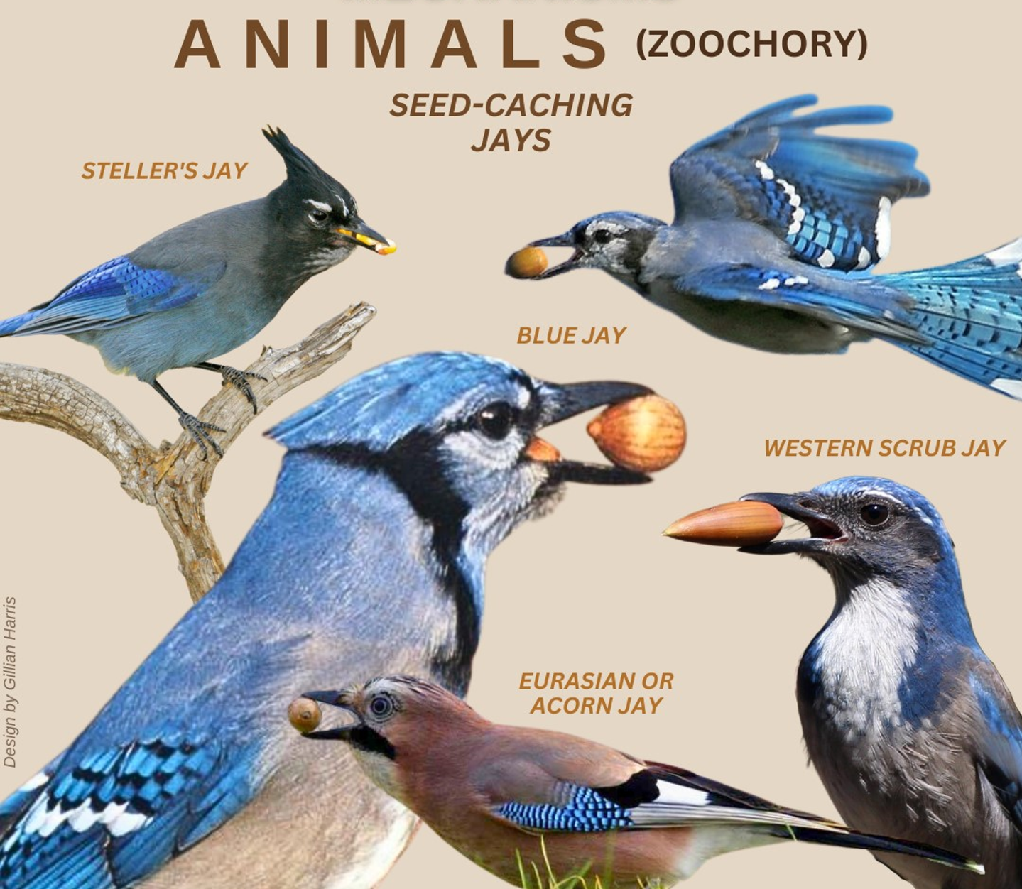Seed Biology & Dispersal - INPS