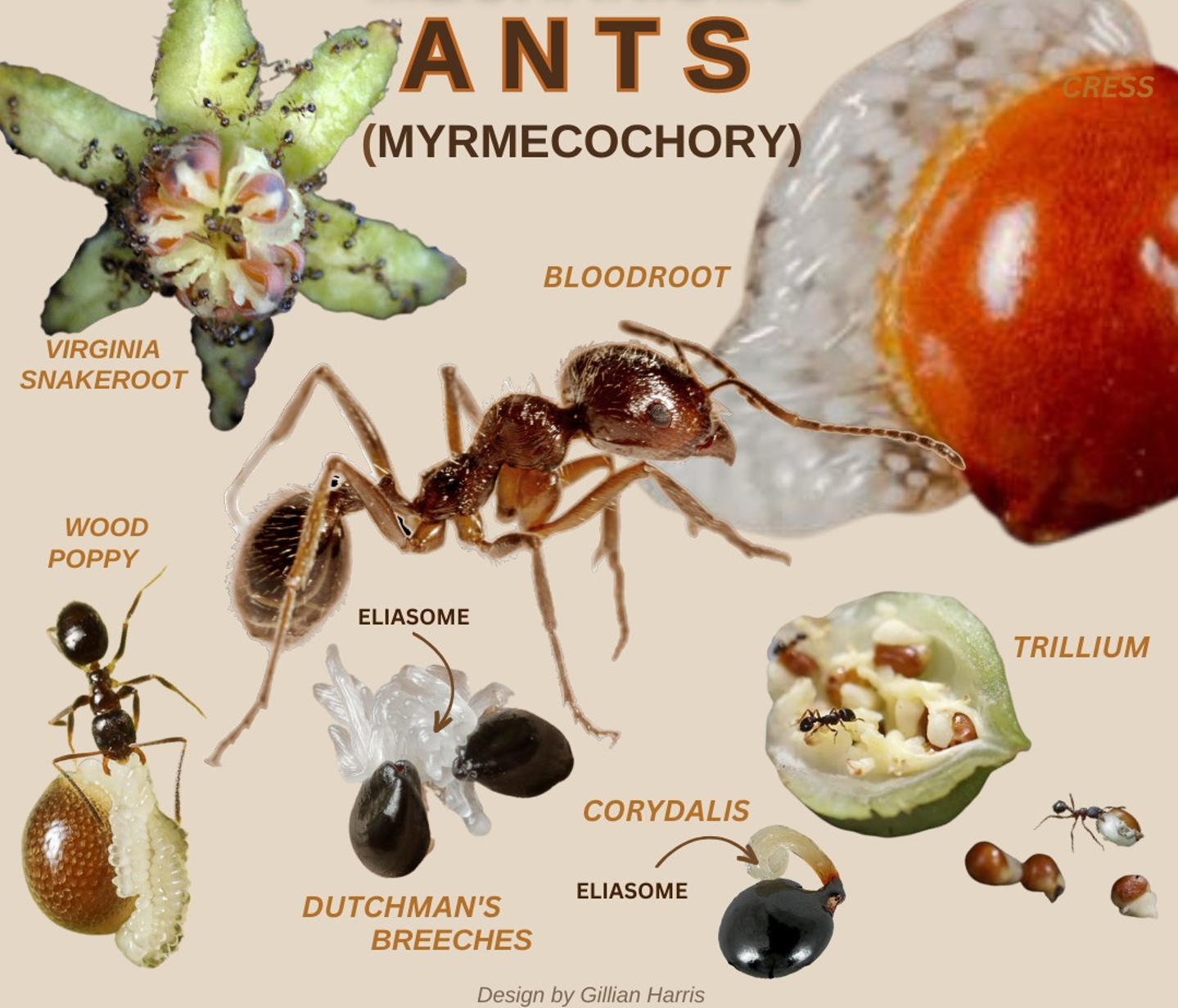 Seed Biology & Dispersal - INPS