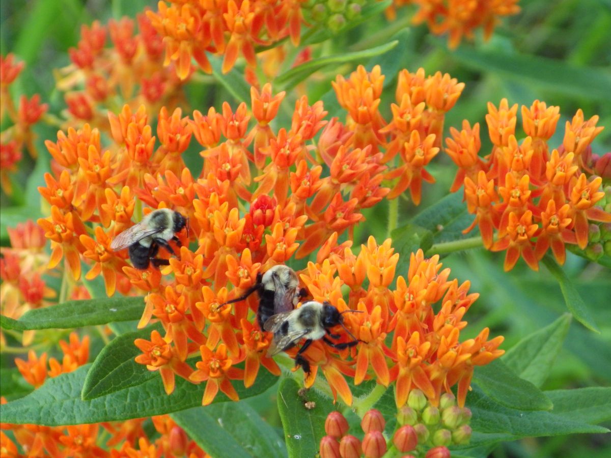 Let’s Change the Indiana State Flower! - INPS