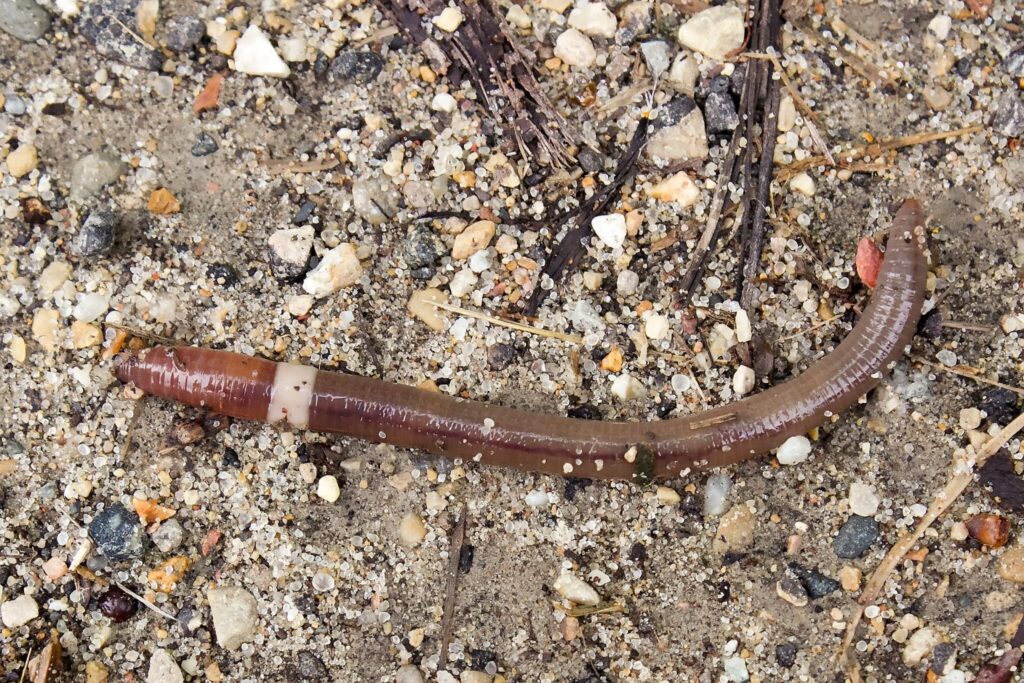 Asian Jumping Worms: Preventing Their Spread in Plant Sales - INPS