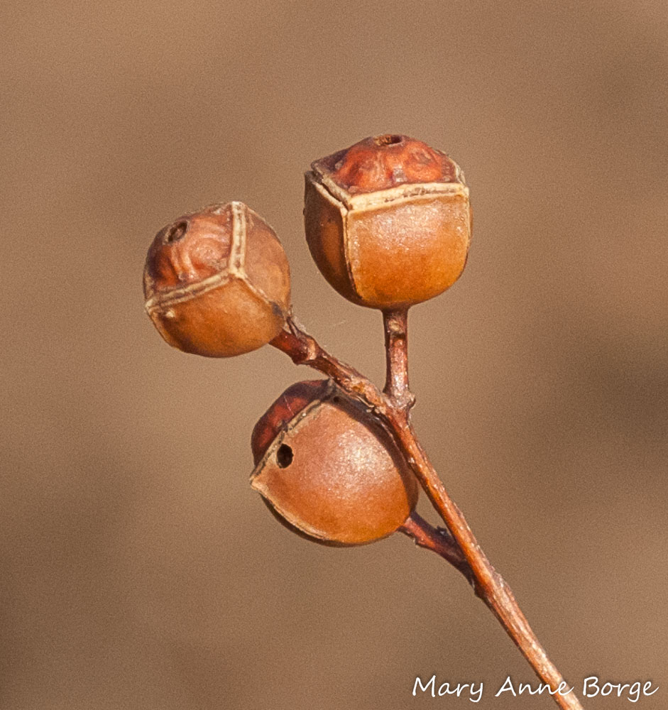 Seed Biology & Dispersal - INPS