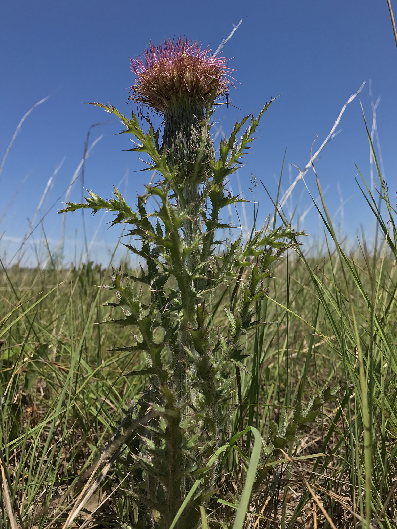INPCA Rare Plant Species Conservation - INPS