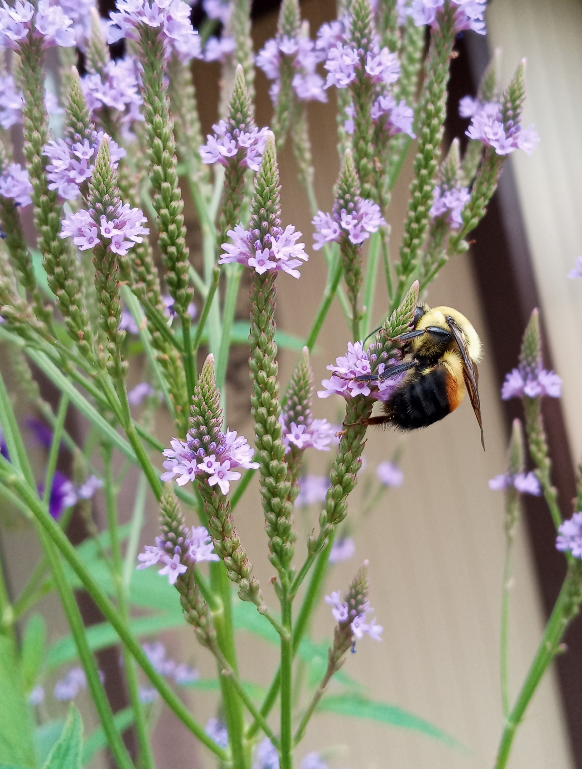 AC2023 Preview - INPS