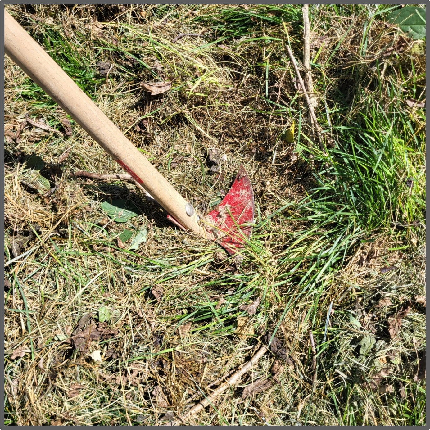 Direct Sowing of Tree Seeds - INPS