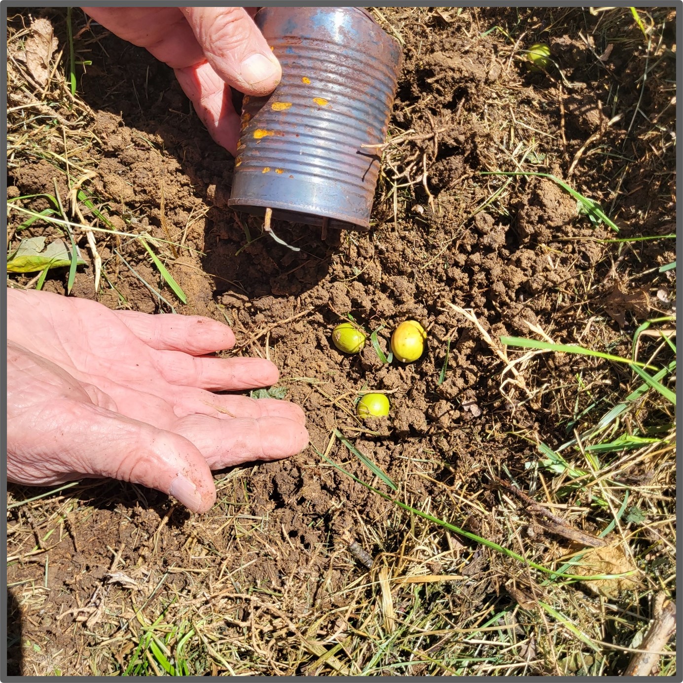 Direct Sowing of Tree Seeds - INPS