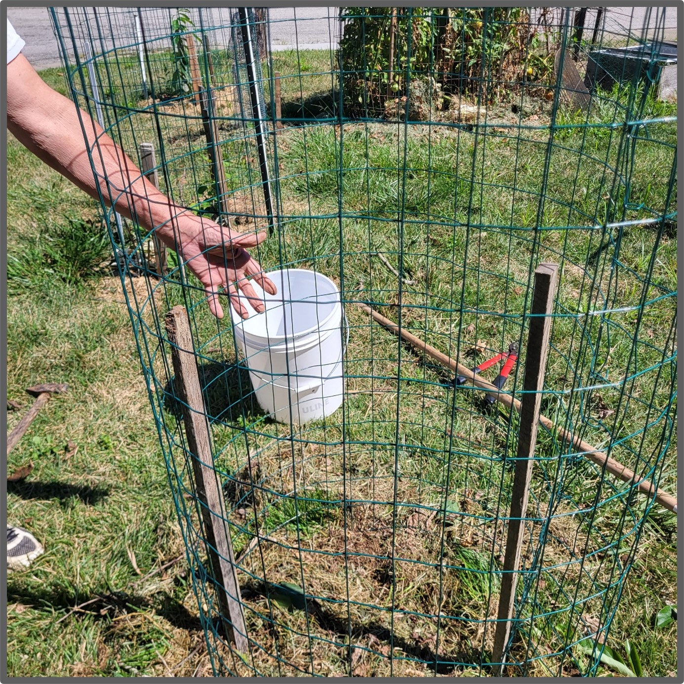 Direct Sowing of Tree Seeds - INPS