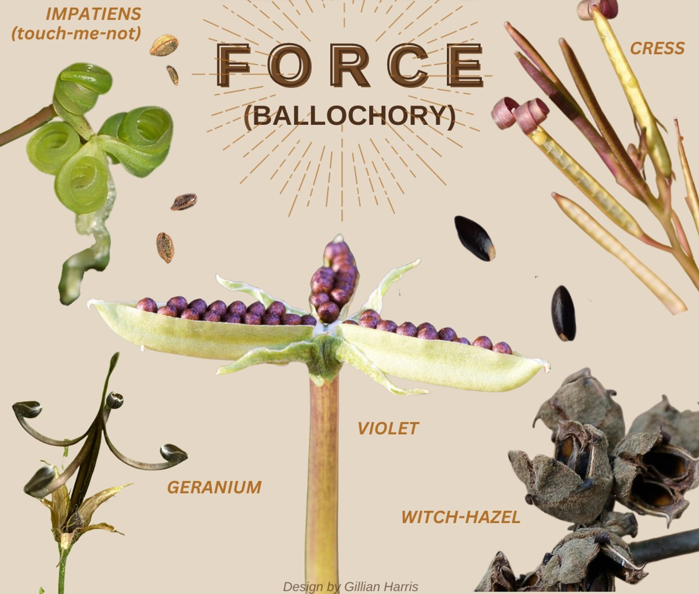 Seed Biology & Dispersal - INPS