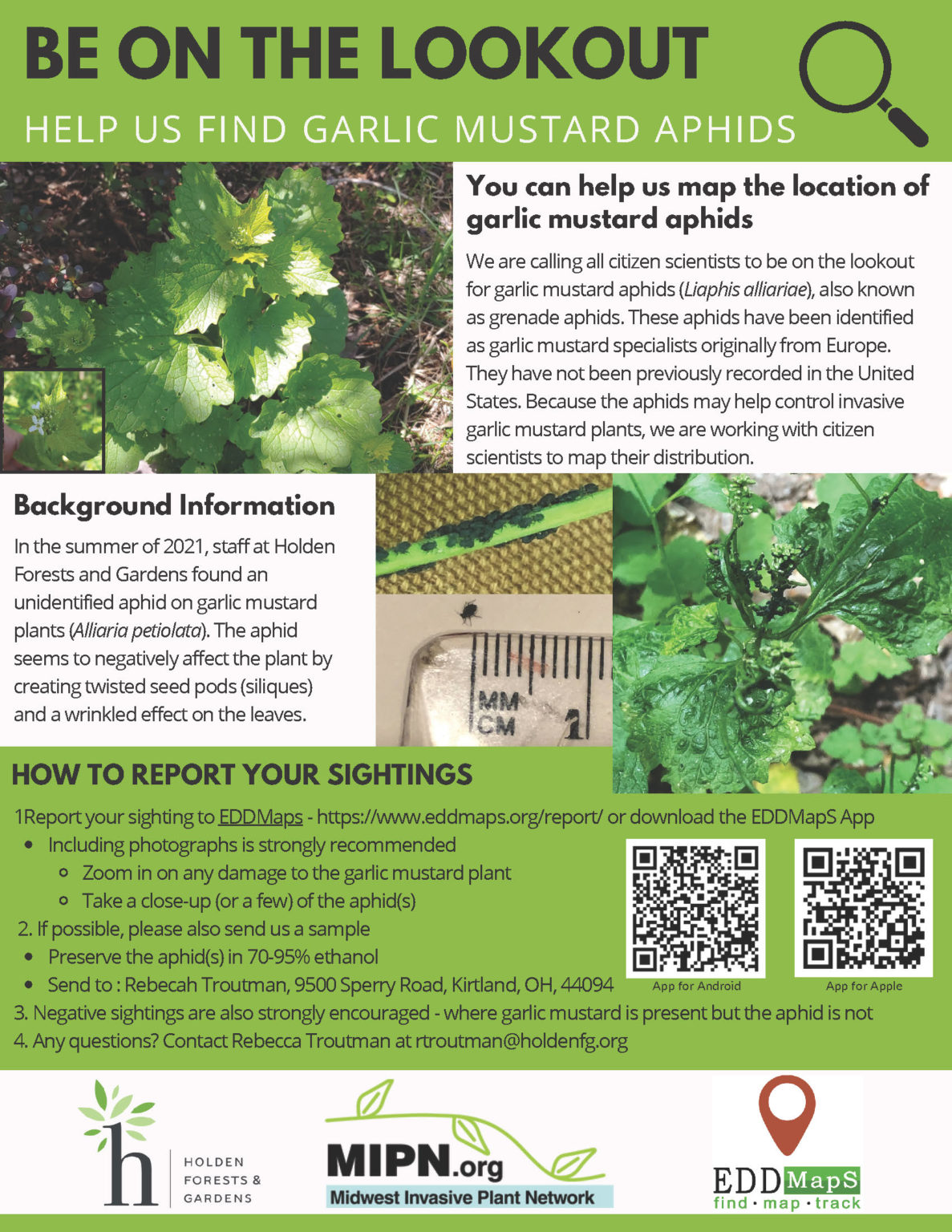Watch for Garlic Mustard Aphids - INPS