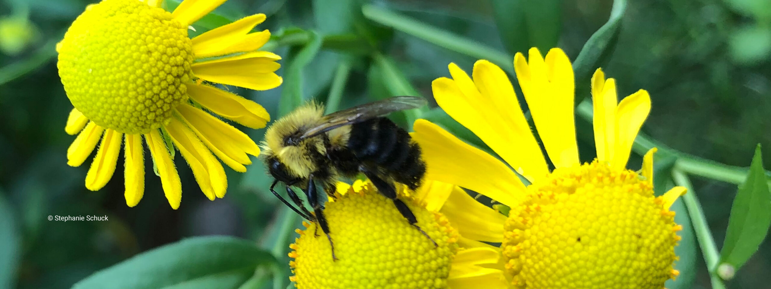 AC2023 Preview - INPS