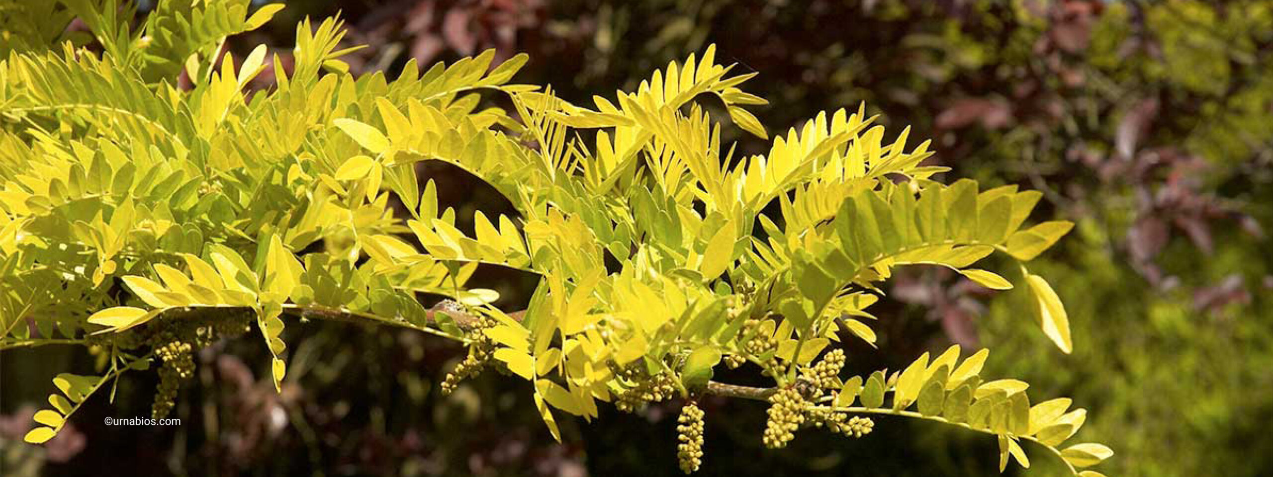 AC2024 Preview - INPS