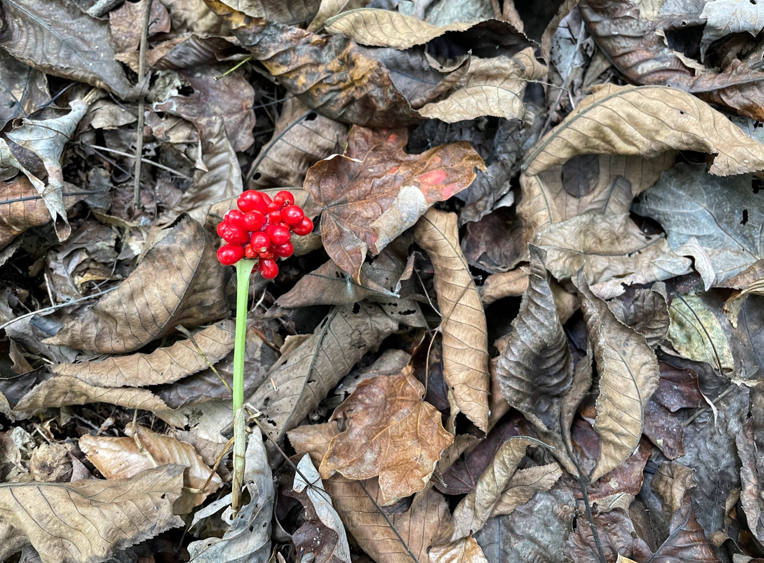 Central Chapter Archive - INPS