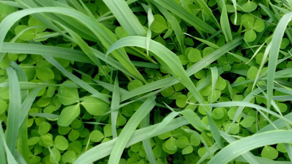 Central Chapter Archive - INPS