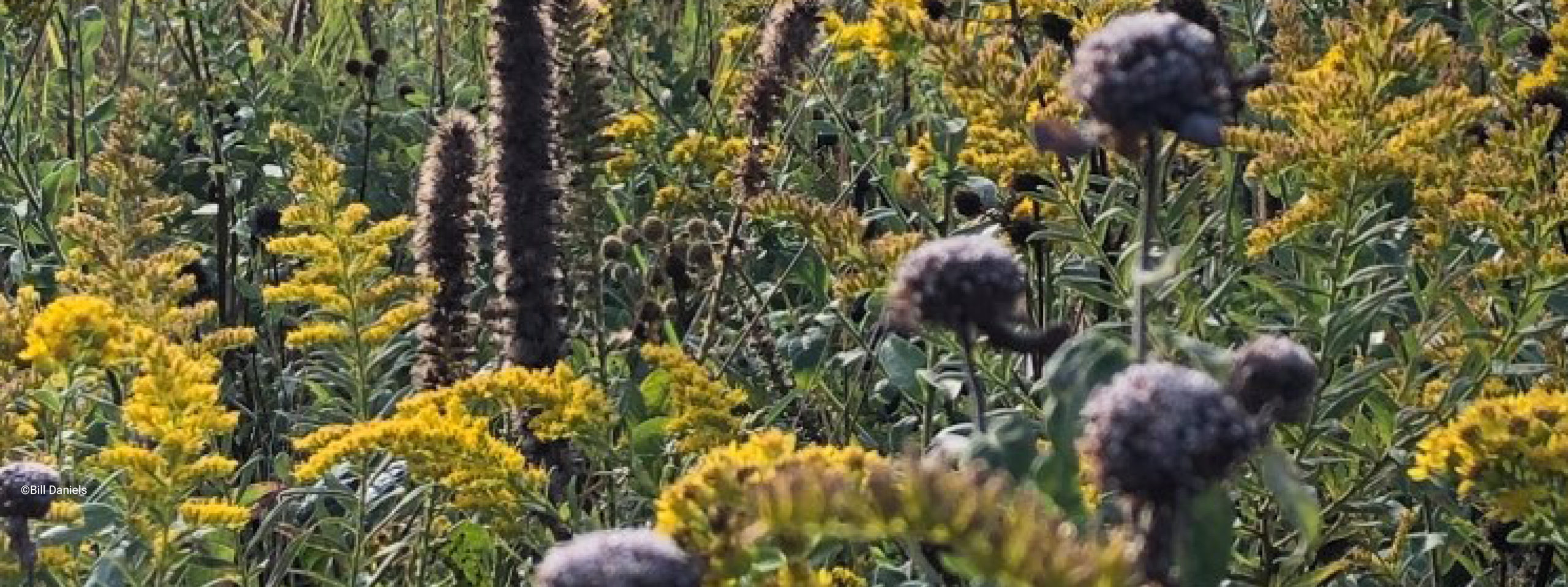 Wild Indiana & Wilding Indiana Gardens - INPS