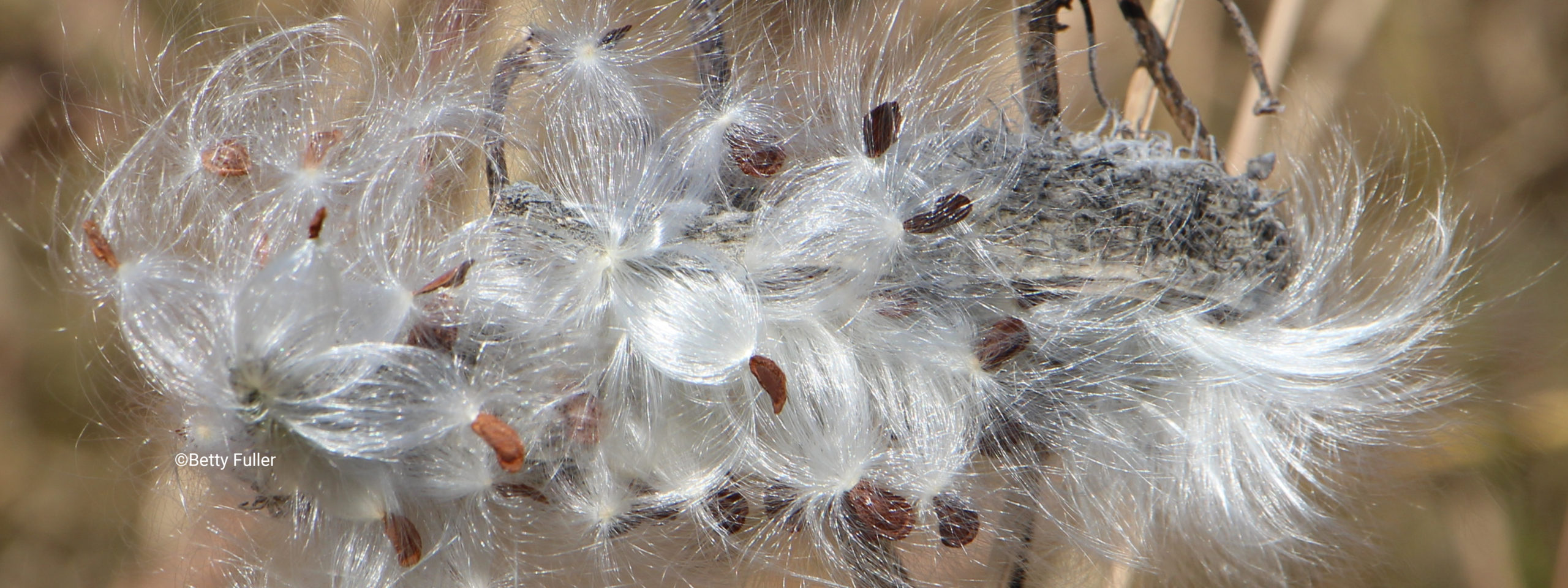 Indiana Native Seed Communities - INPS