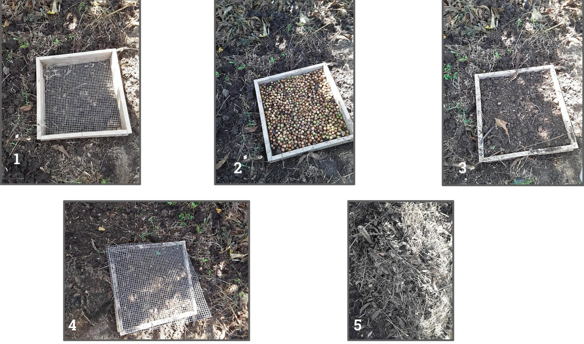 Direct Sowing of Tree Seeds - INPS