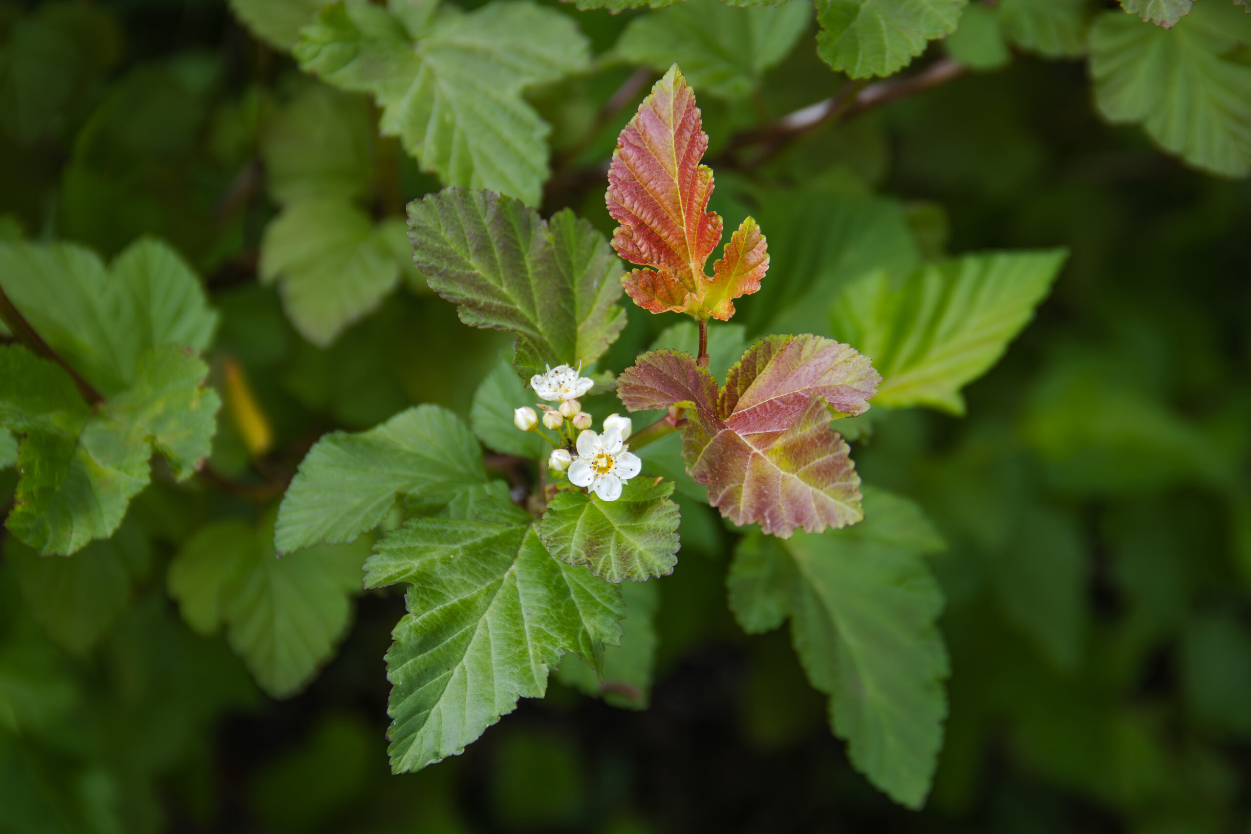 Indiana Native Plant Society Auction - INPS