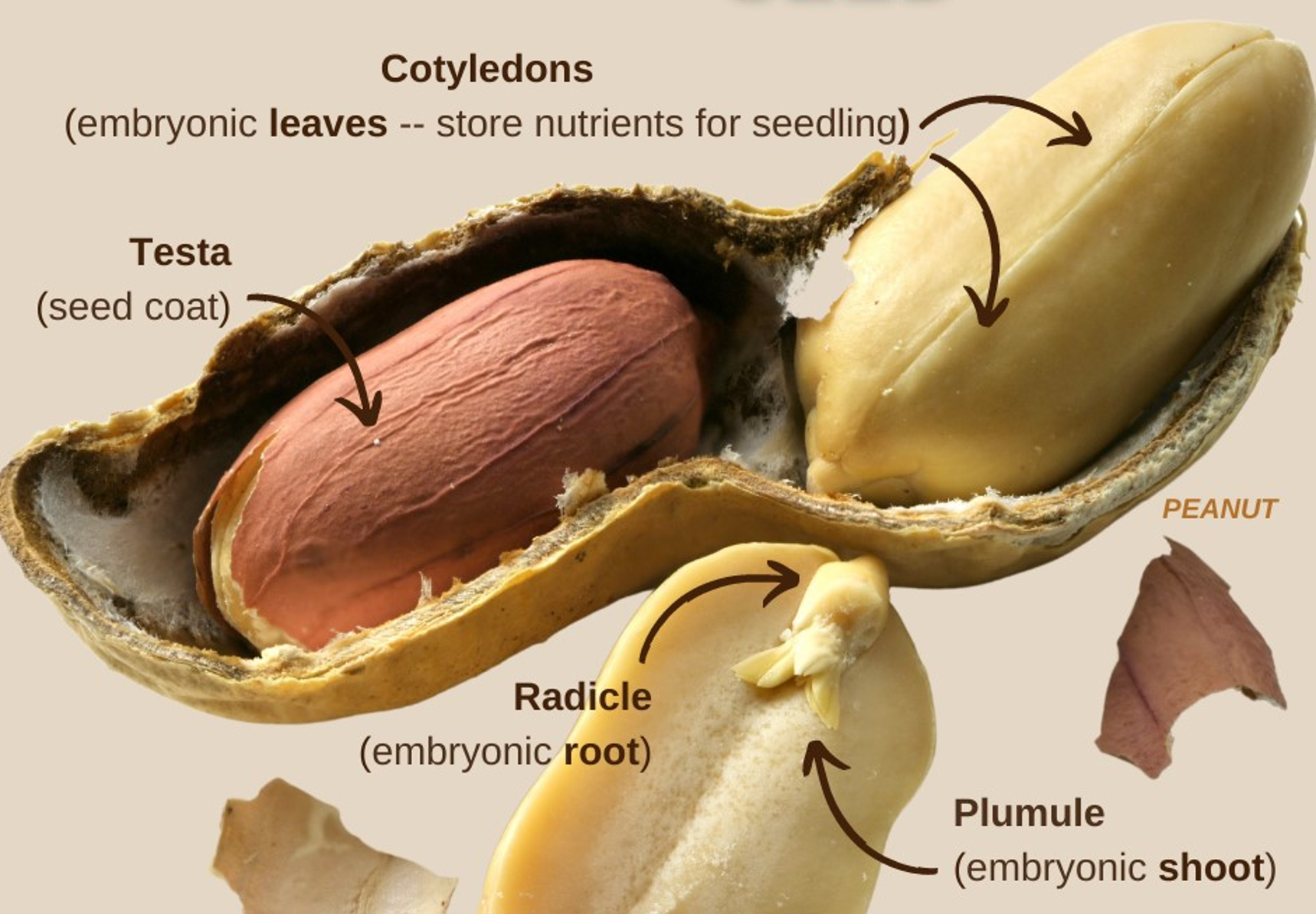 Seed Biology & Dispersal - INPS