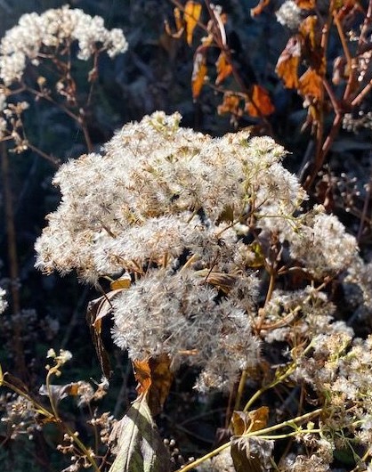 Central Chapter - INPS