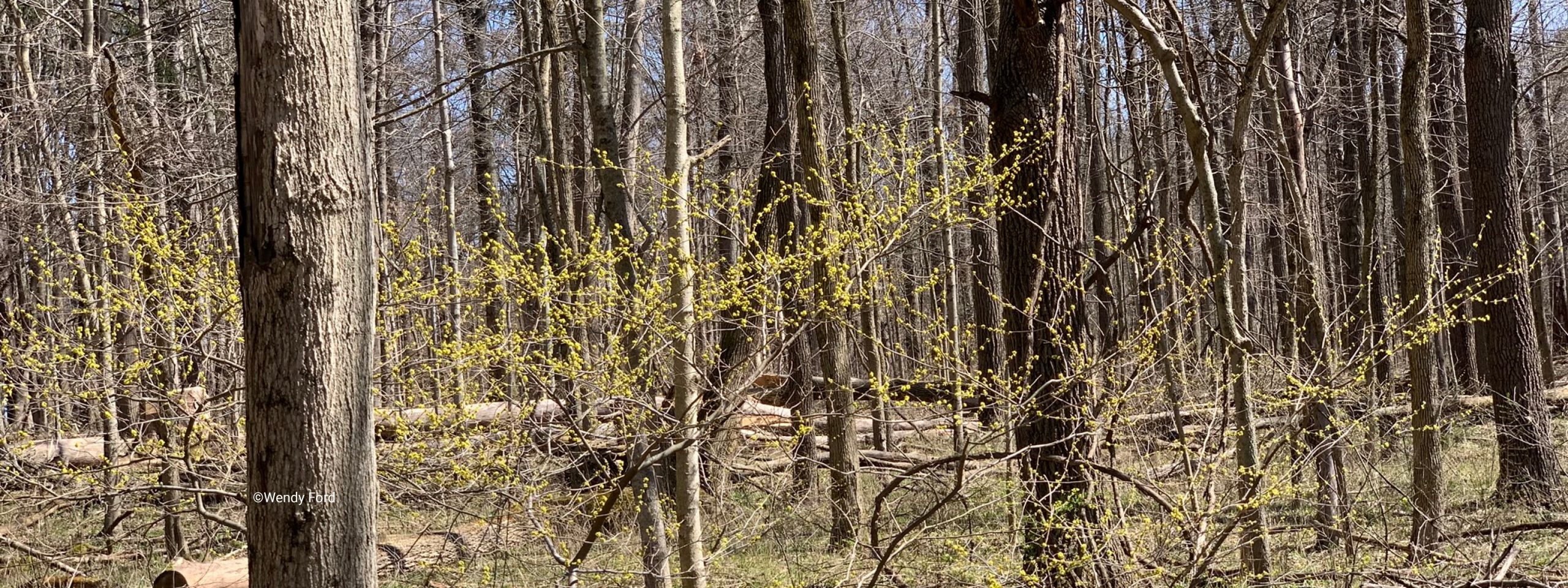 Visit Native Plants in the Wild - INPS