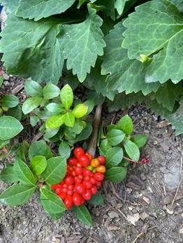 Central Chapter Archive - INPS