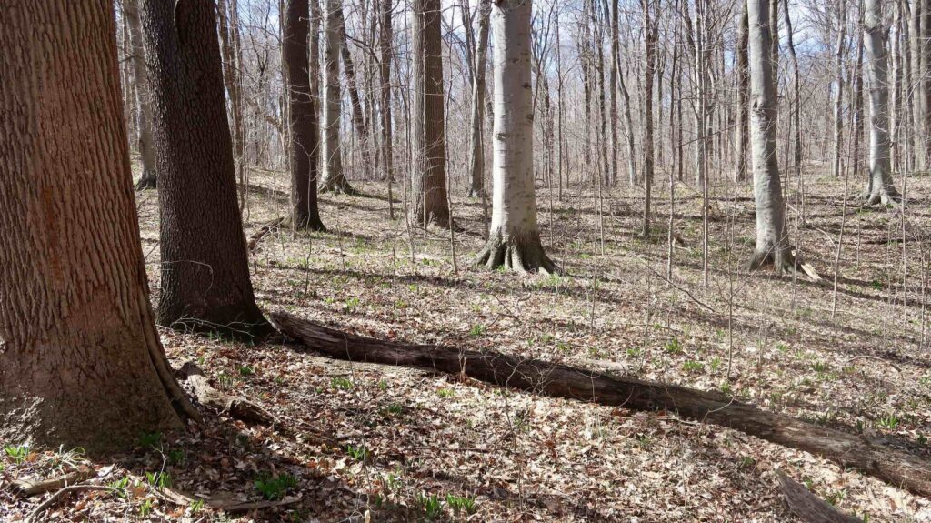 North Chapter Events & Activities - INPS