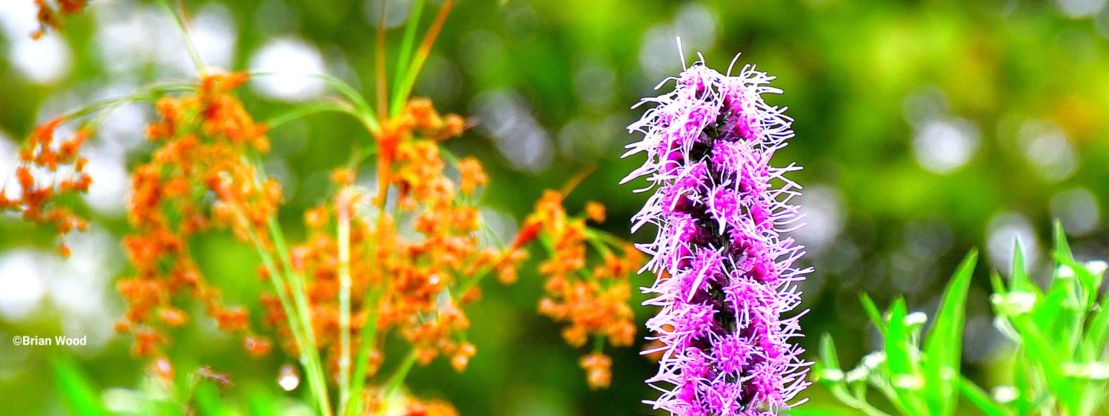 Grow Indiana Natives FAQs - INPS