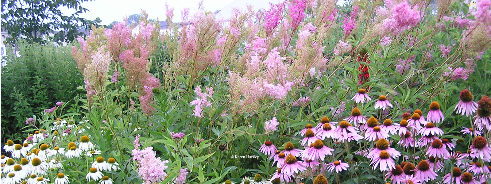 Design Natives Certification - INPS