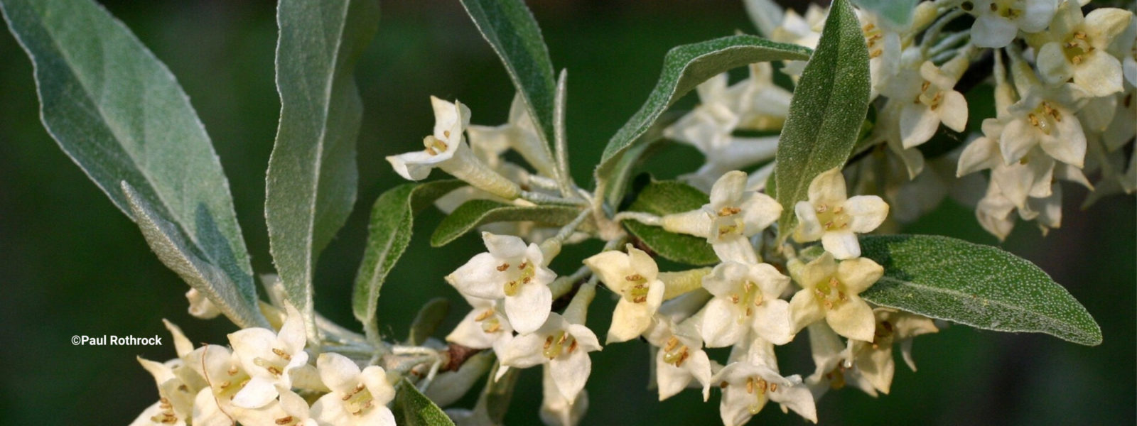 Groups Determining Invasiveness - INPS