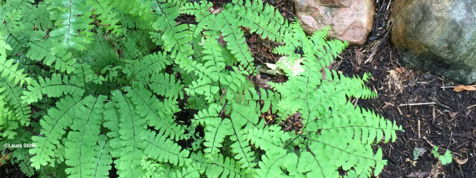 Gordon Mitchell's Plant Profiles - INPS