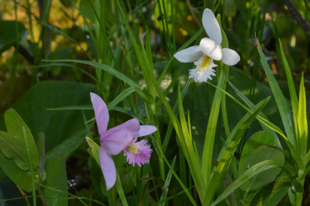 North Chapter Events & Activities - INPS