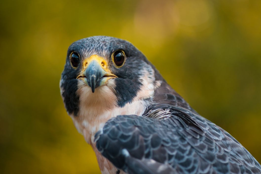 Central Chapter Events & Activities - INPS