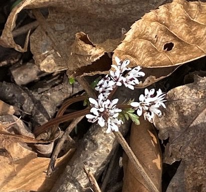 Central Chapter - INPS