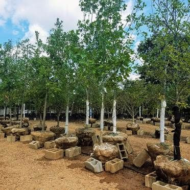 Central Chapter Archive - INPS