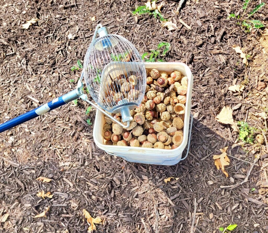 Direct Sowing of Tree Seeds - INPS