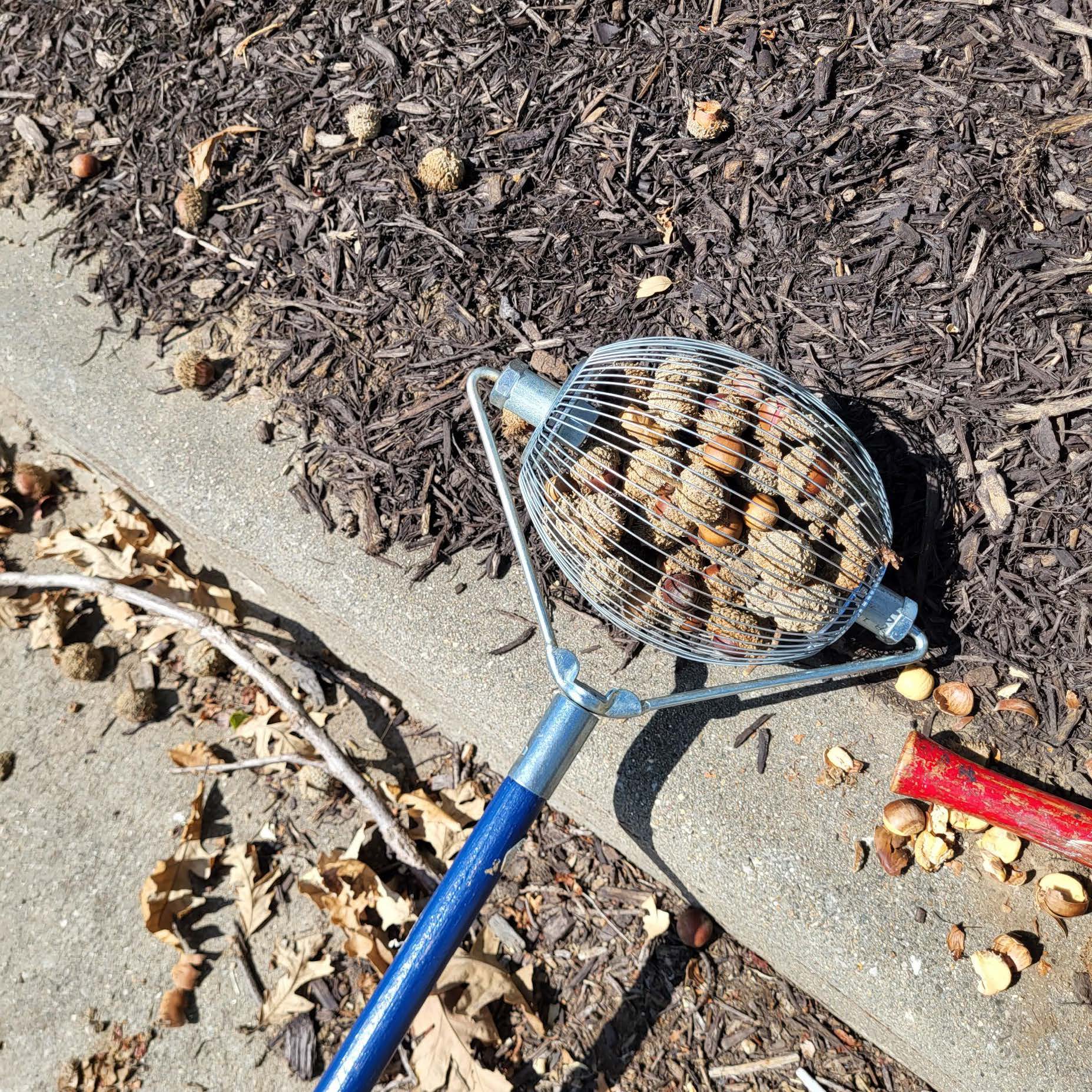 Direct Sowing of Tree Seeds - INPS