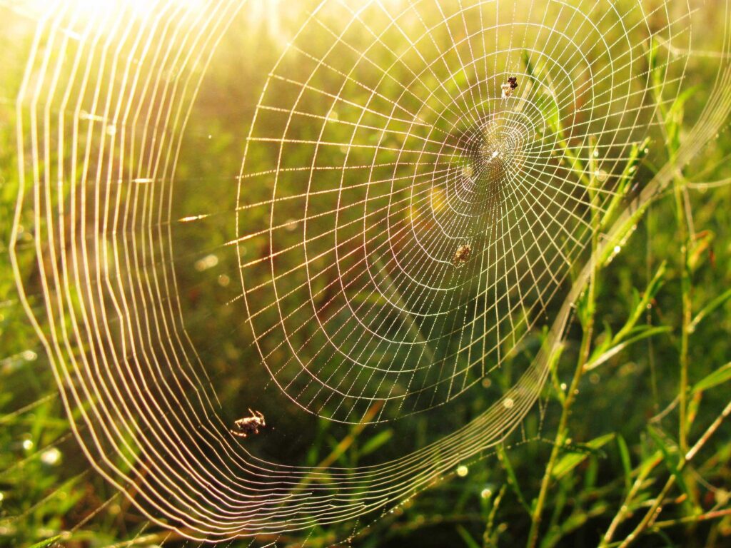 North Chapter Events & Activities - INPS